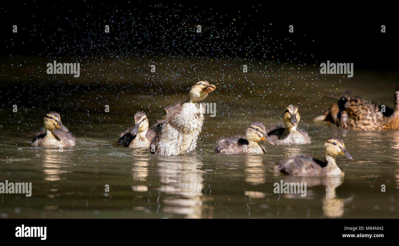 Close up of wild UK mallard ducklings, chicks (Anas platyrhynchos ...