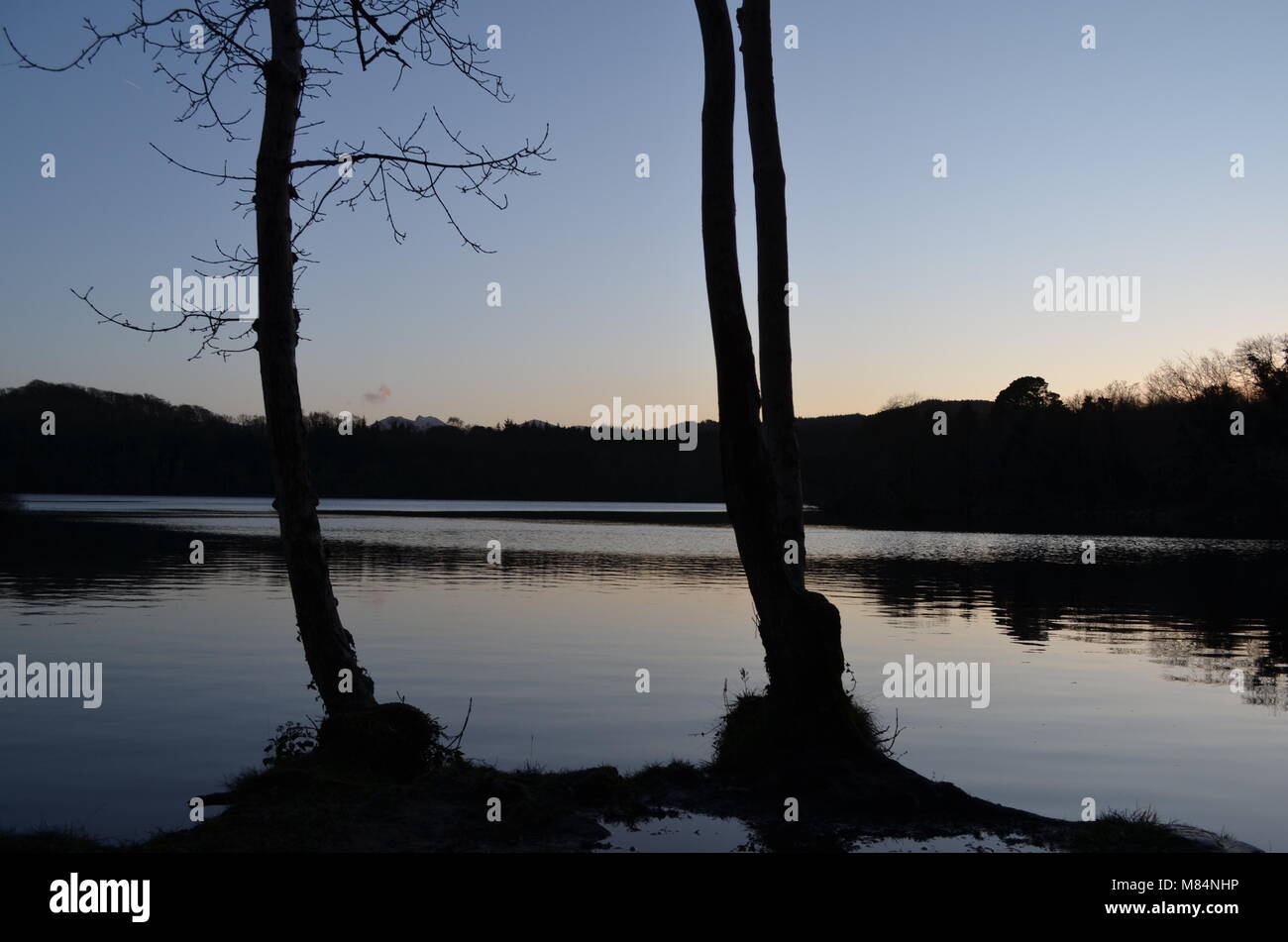 Two Trees by the lakeside Stock Photo - Alamy