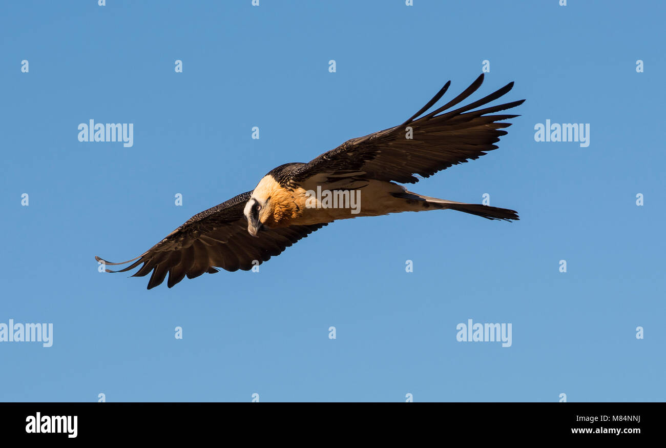 Bearded Vulture Flight