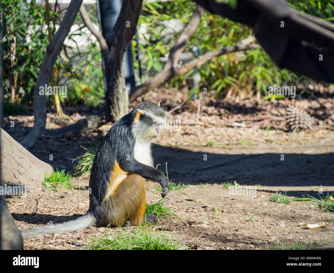 Cute Wolf's Guenon, Cercopithecus wolfi in the Zoo, Sacramento ...