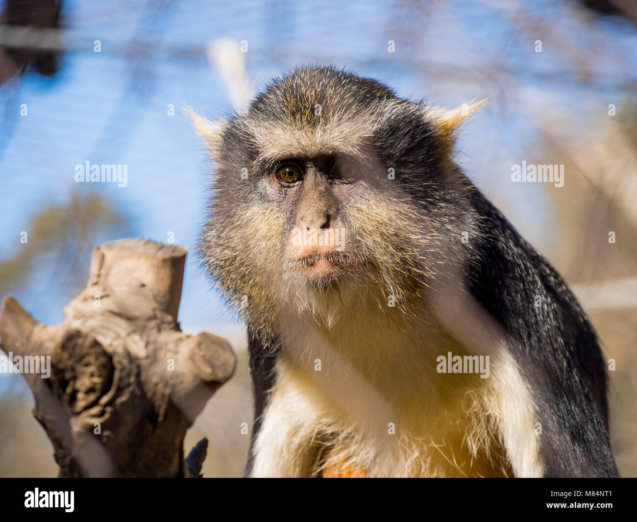 Cercopithecus wolfi wolfi hi-res stock photography and images - Alamy