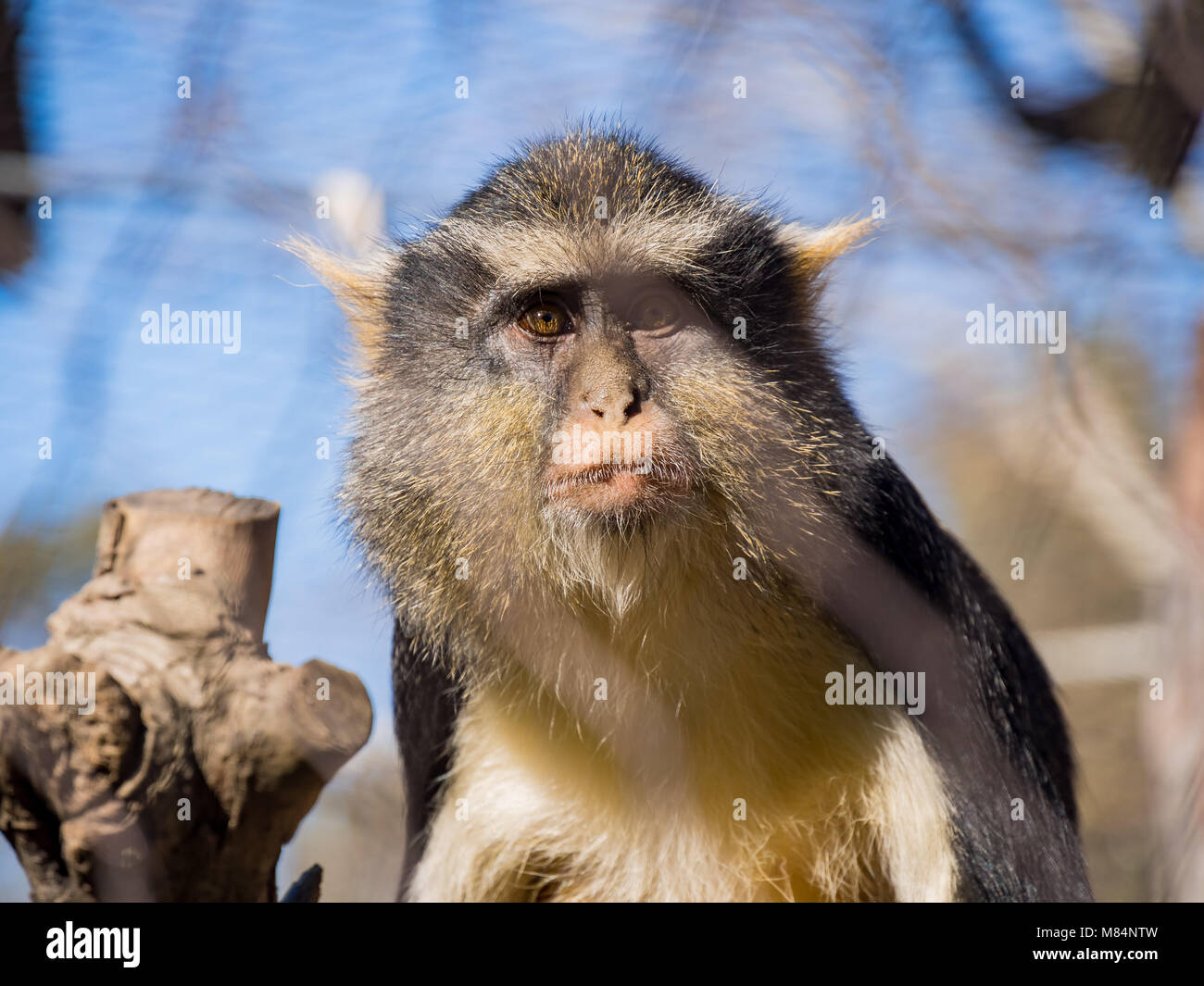 Cercopithecus wolfi wolfi hi-res stock photography and images - Alamy