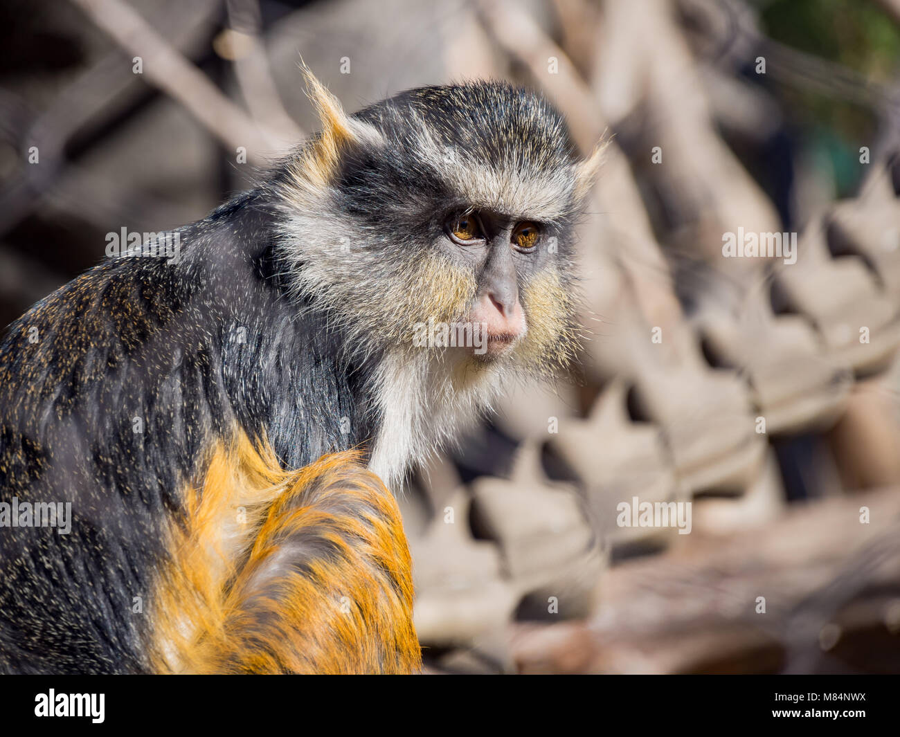 Cercopithecus wolfi wolfi hi-res stock photography and images - Alamy