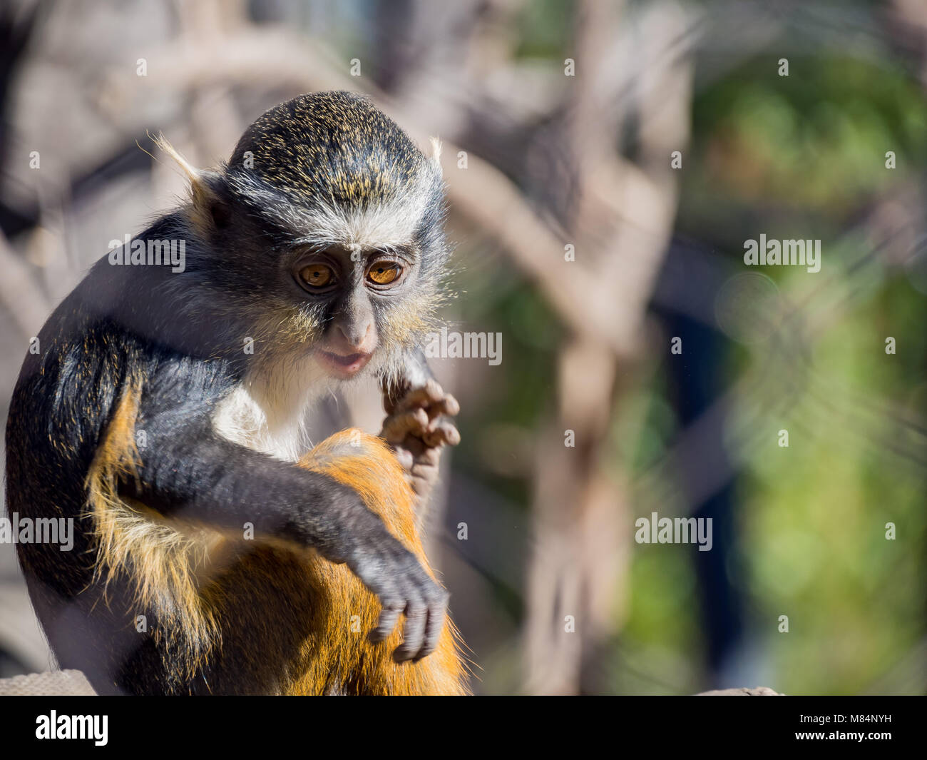 Wolfi hi-res stock photography and images - Alamy