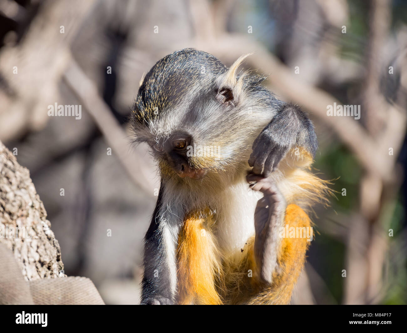 Cercopithecus wolfi wolfi hi-res stock photography and images - Alamy