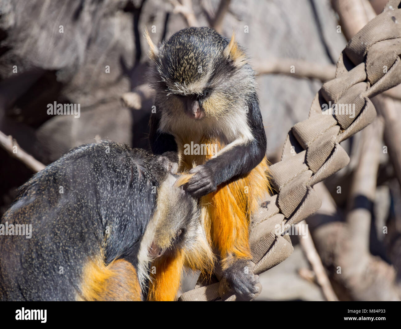 Cute Wolf's Guenon, Cercopithecus wolfi in the Zoo, Sacramento ...