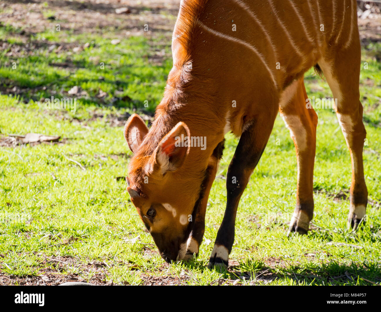 Cute Eastern Bongo, Tragelaphus eurycerus isaaci walking around in the ...