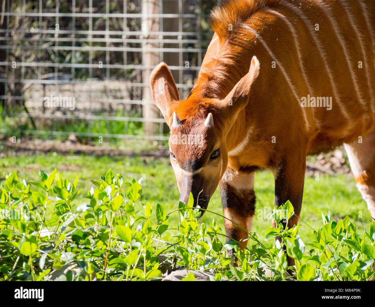 Cute Eastern Bongo, Tragelaphus eurycerus isaaci walking around in the ...