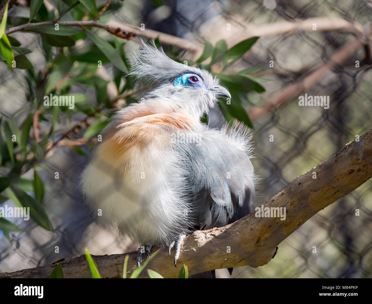Cute Crested Coua, Coua cristata sitting on the tree, Sacramento ...