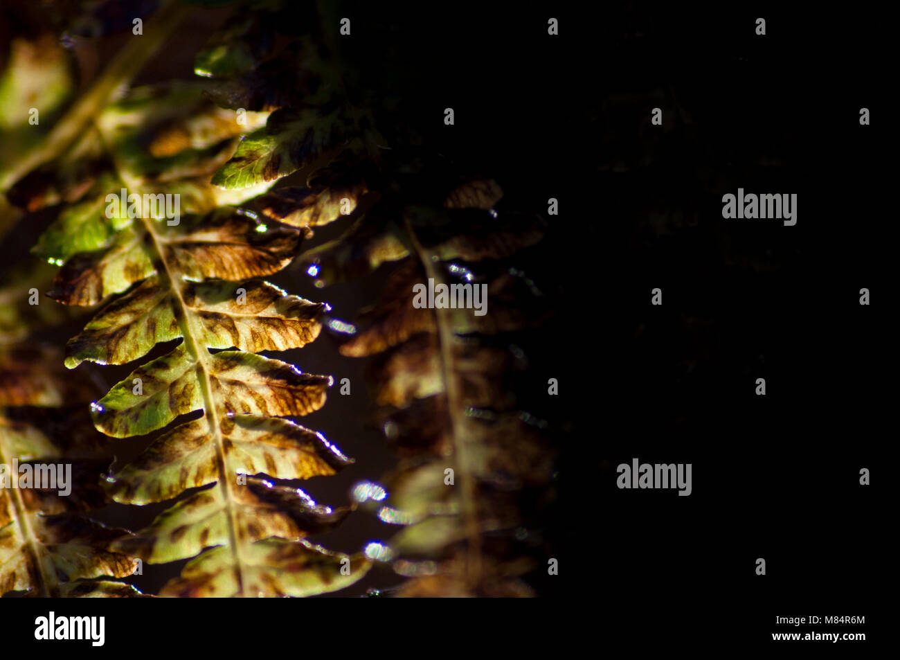 Sunlit leaves hi-res stock photography and images - Alamy