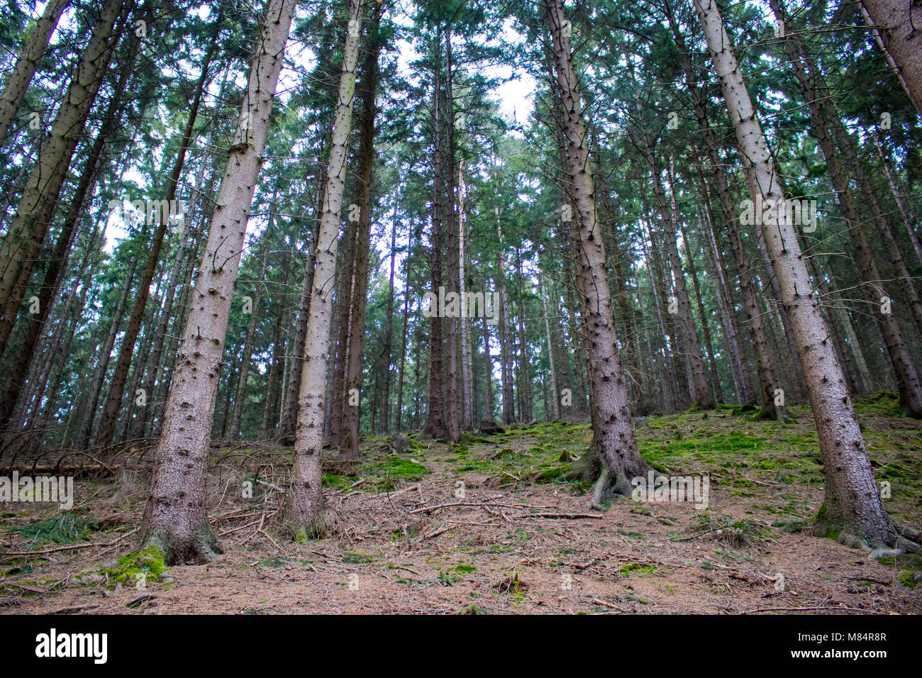 German coniferous forest Stock Photo - Alamy