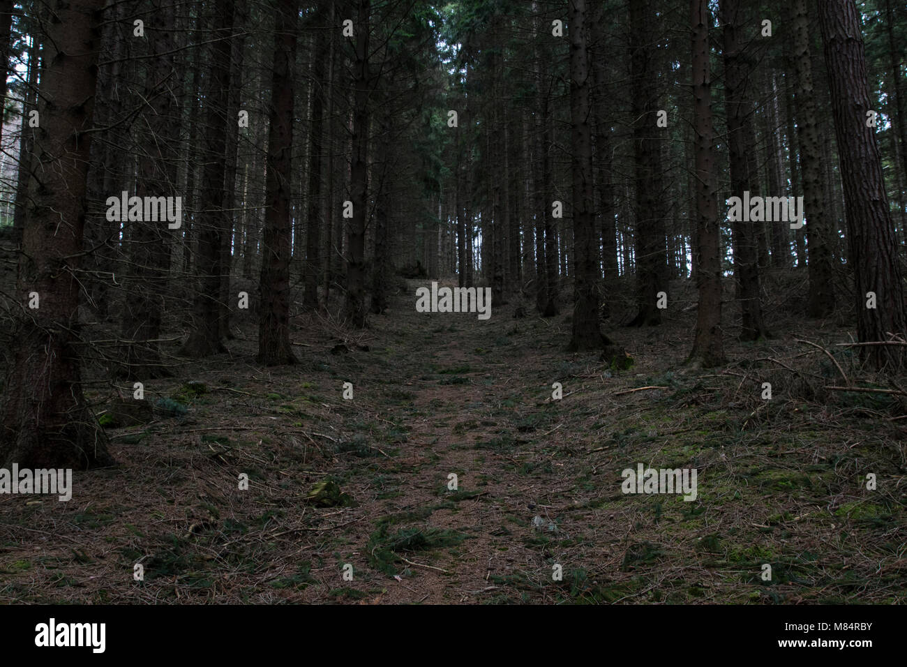 German grove hi-res stock photography and images - Alamy