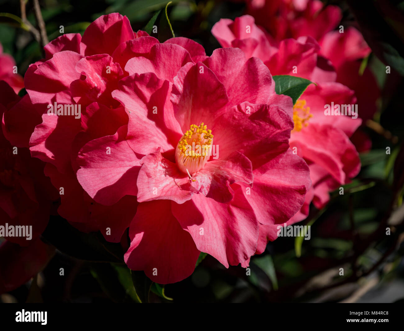 Red Camellia Flower High Resolution Stock Photography and Images - Alamy