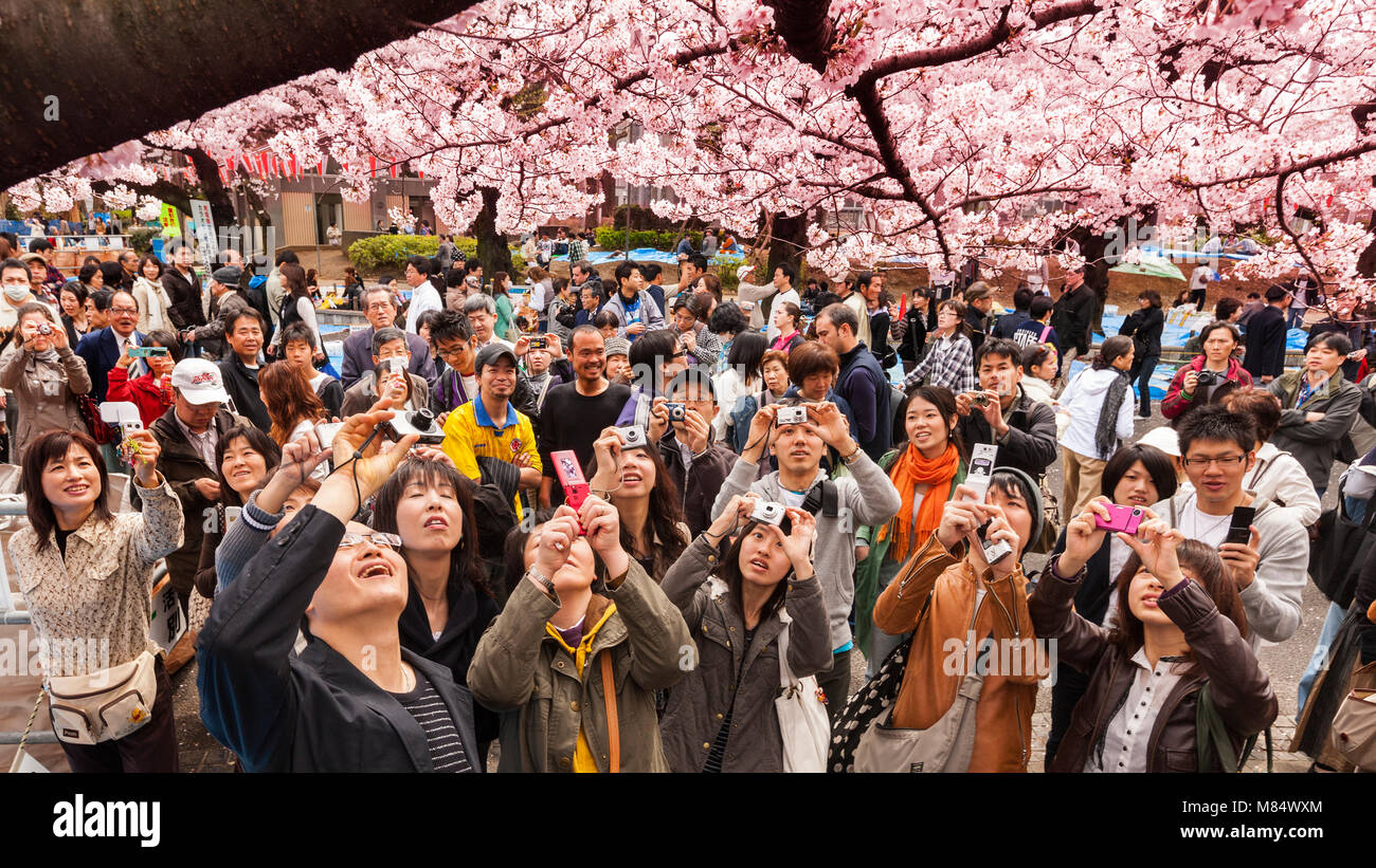 Japanese Crowd marvelling at and photographing cherry blossom in a park ...