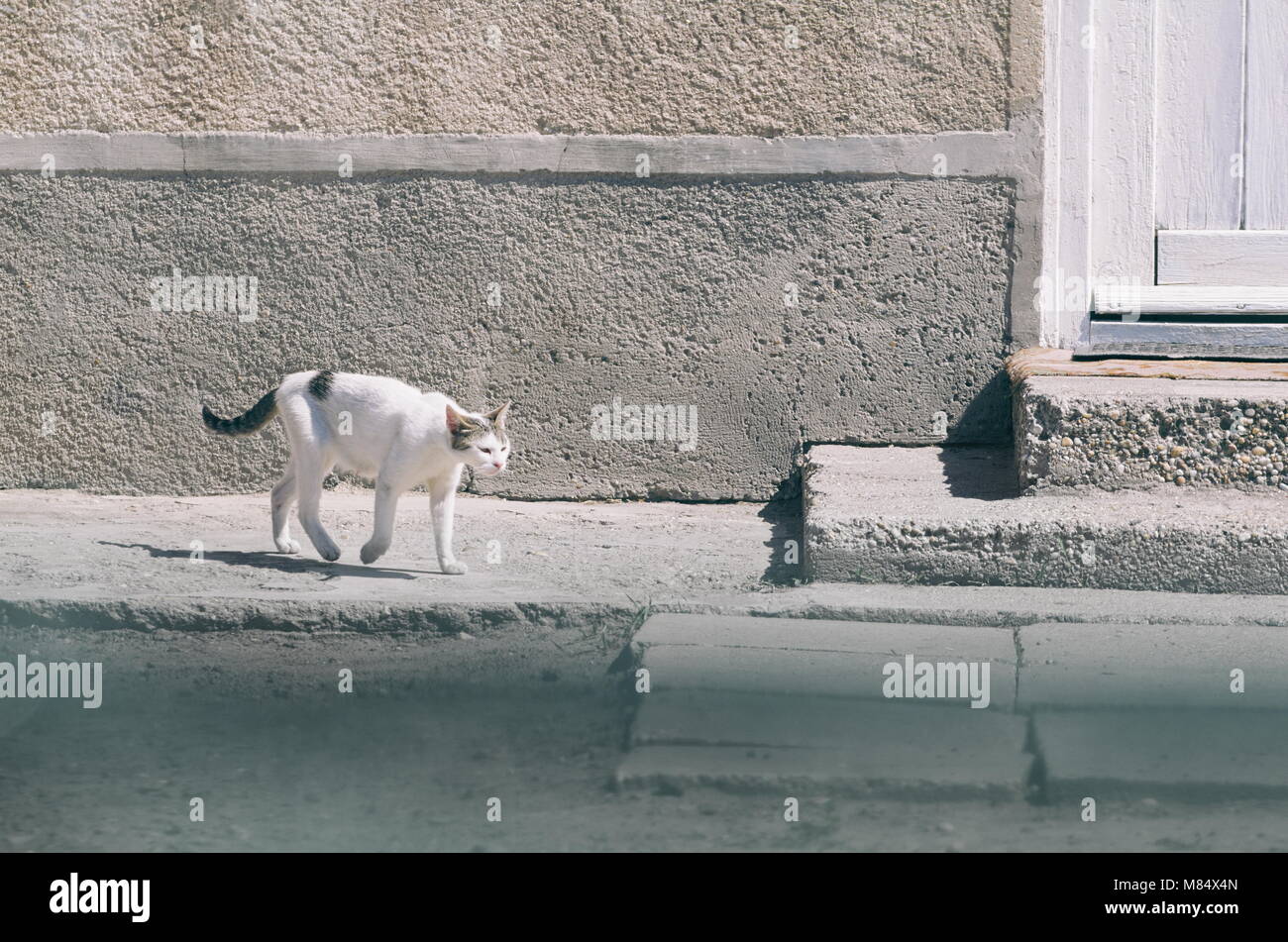 Poor White Skinny Smelly Village Cat Walking Stock Photo - Alamy