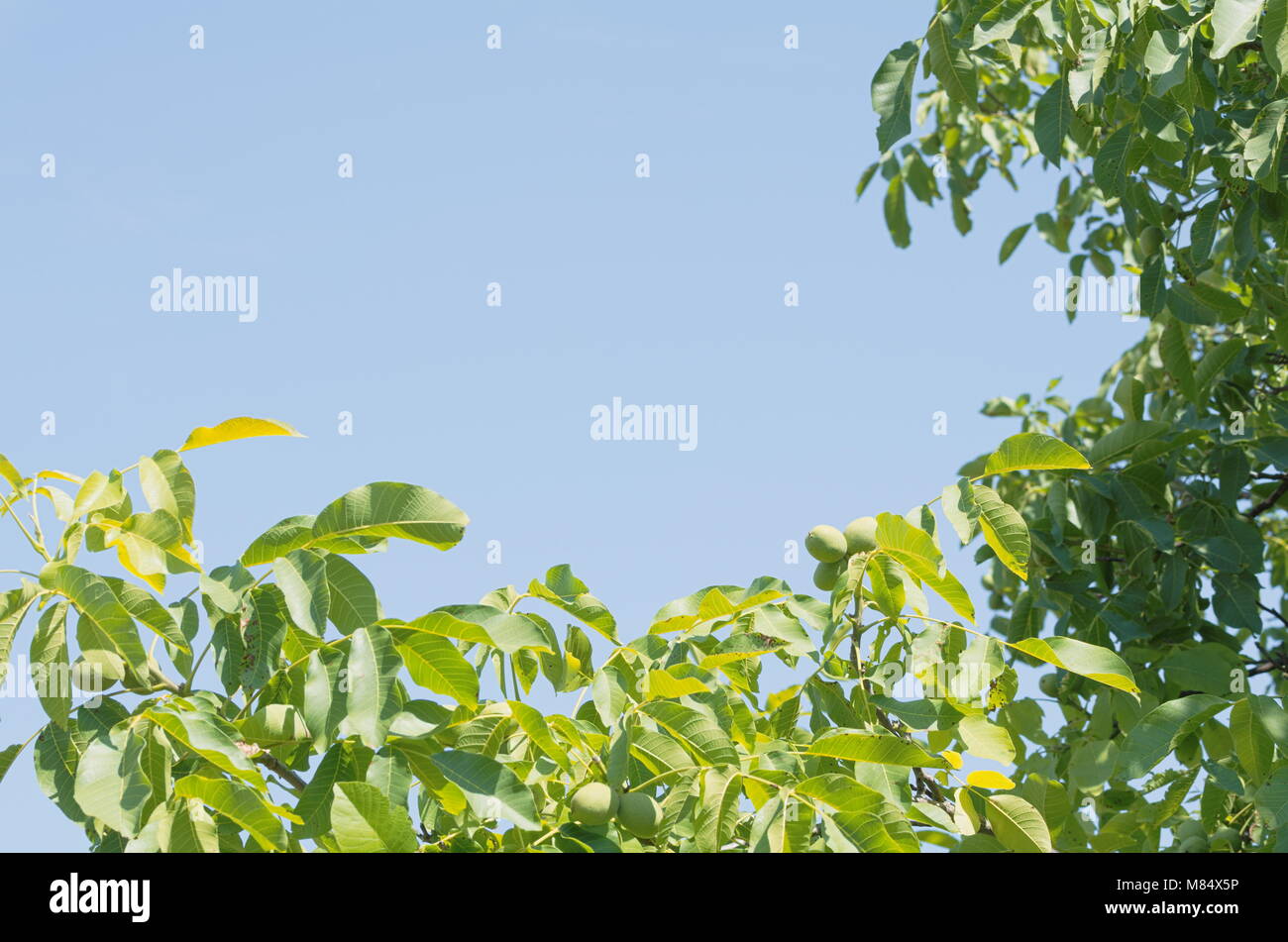 Walnut Tree Branches and Clear Blue Sky Stock Photo - Alamy