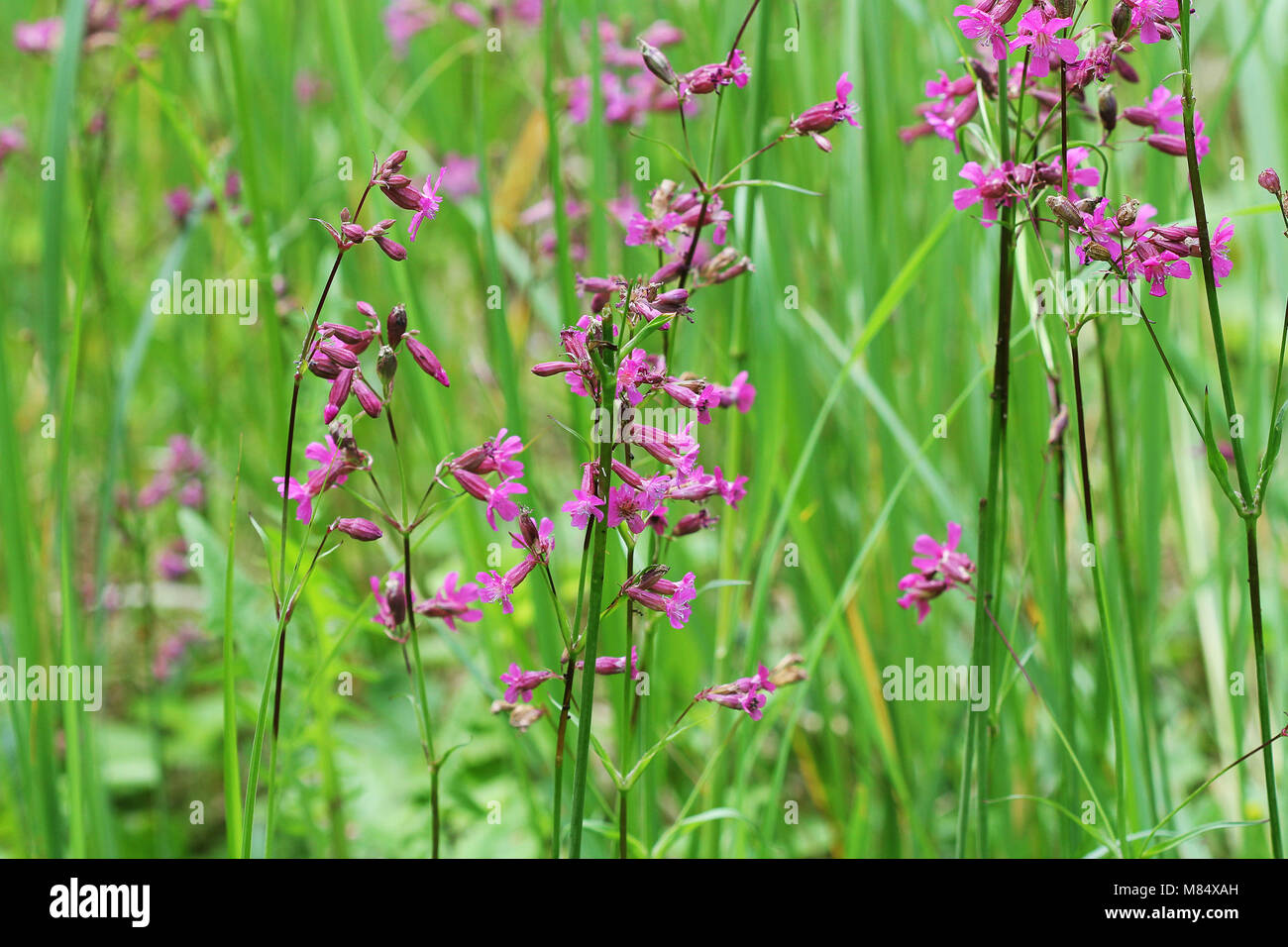 Wild meadow of pink flower in green grass field. Summer nature outdoor ...