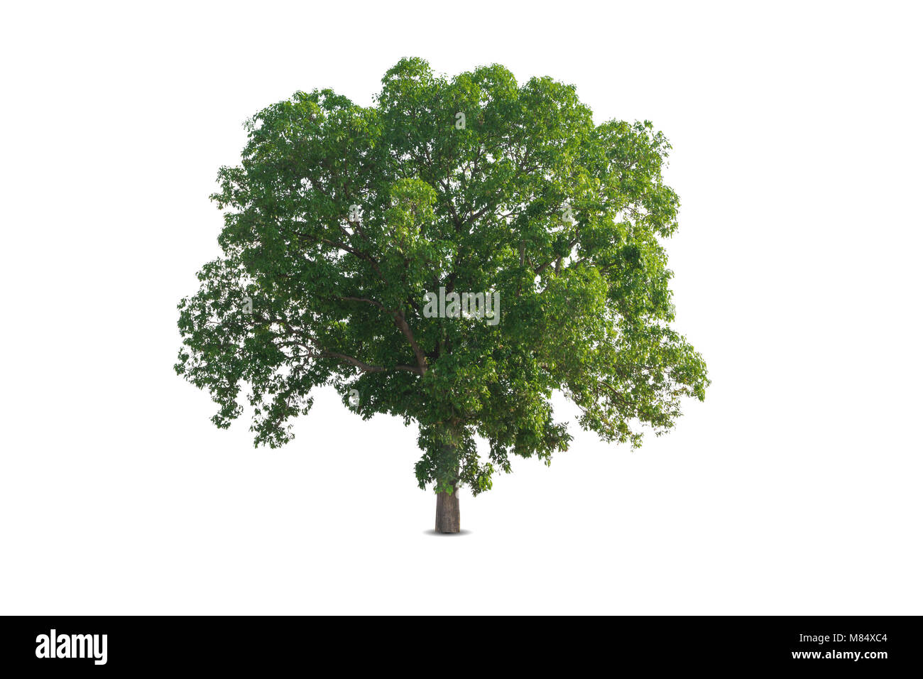 The big tree isolated on white background Stock Photo - Alamy