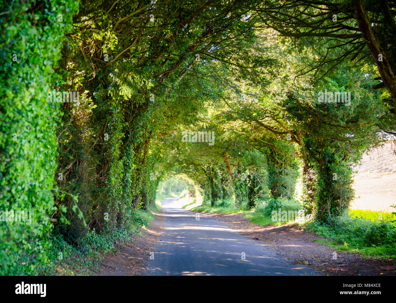 Enclosed pathway hi-res stock photography and images - Alamy