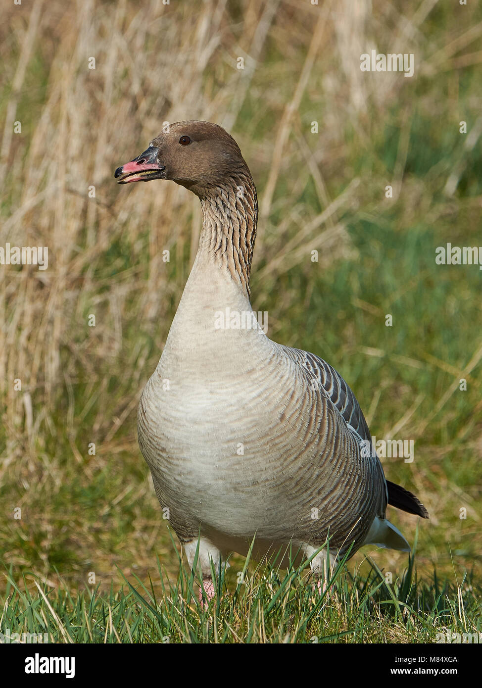 Pink-footed goose in its natural habitat, Denmark Stock Photo - Alamy