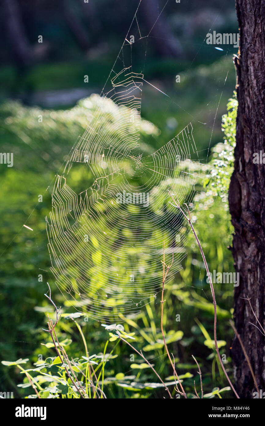 Large spider web among on grass in forest. Summer concept Stock Photo ...
