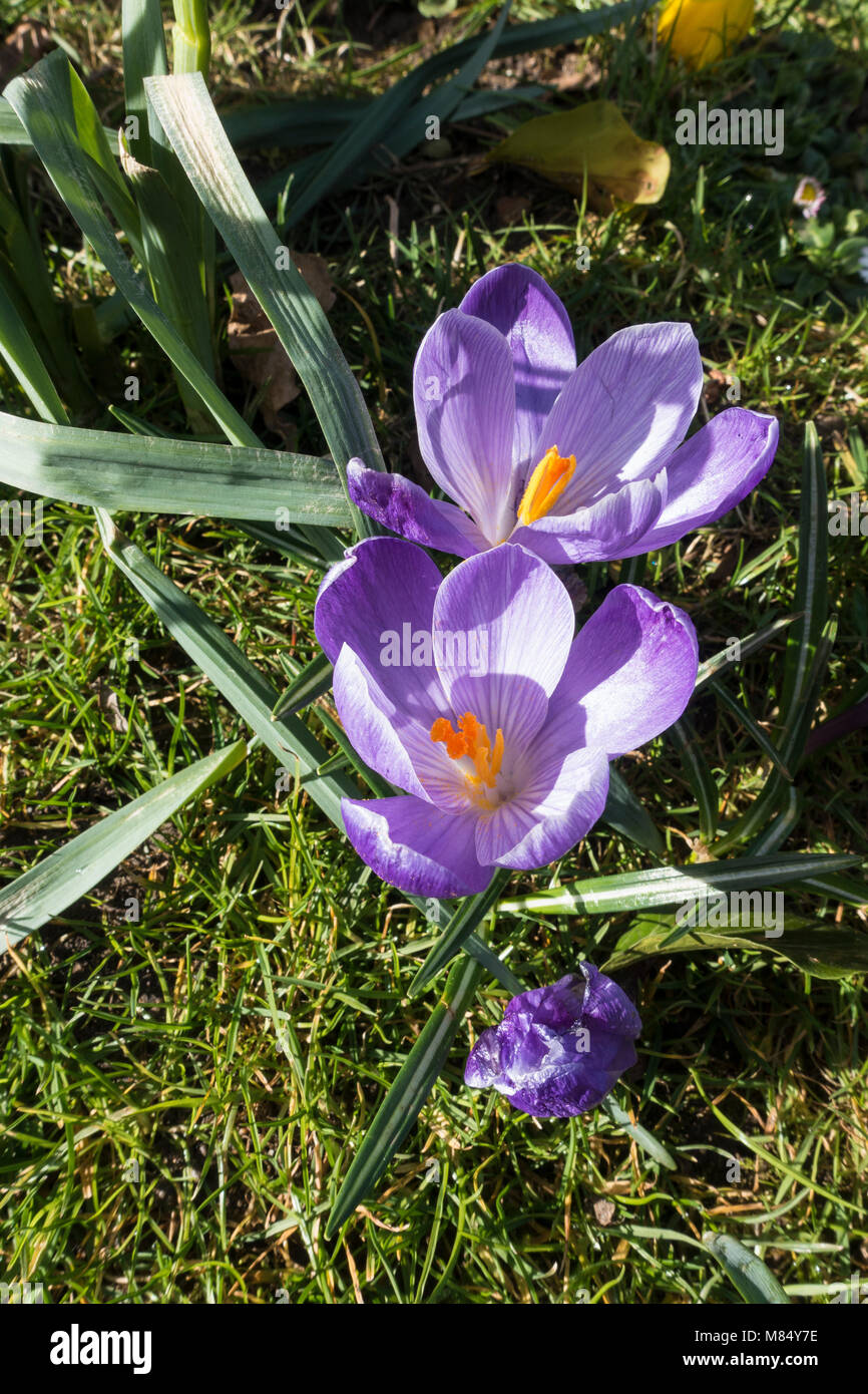 Purple crocus in verge at springtime Stock Photo - Alamy