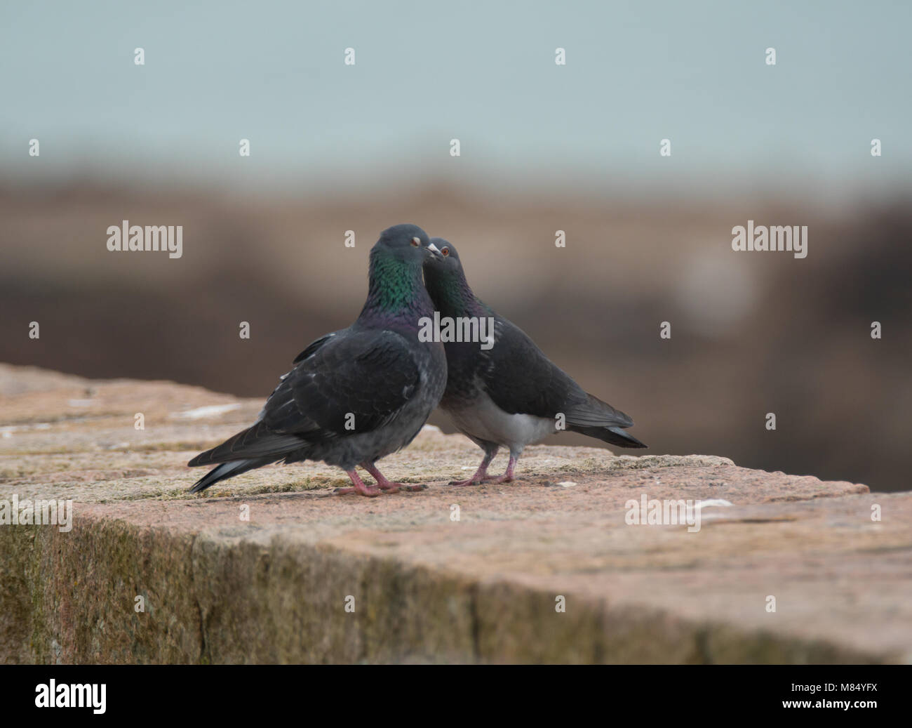 Mating couples hi-res stock photography and images - Alamy