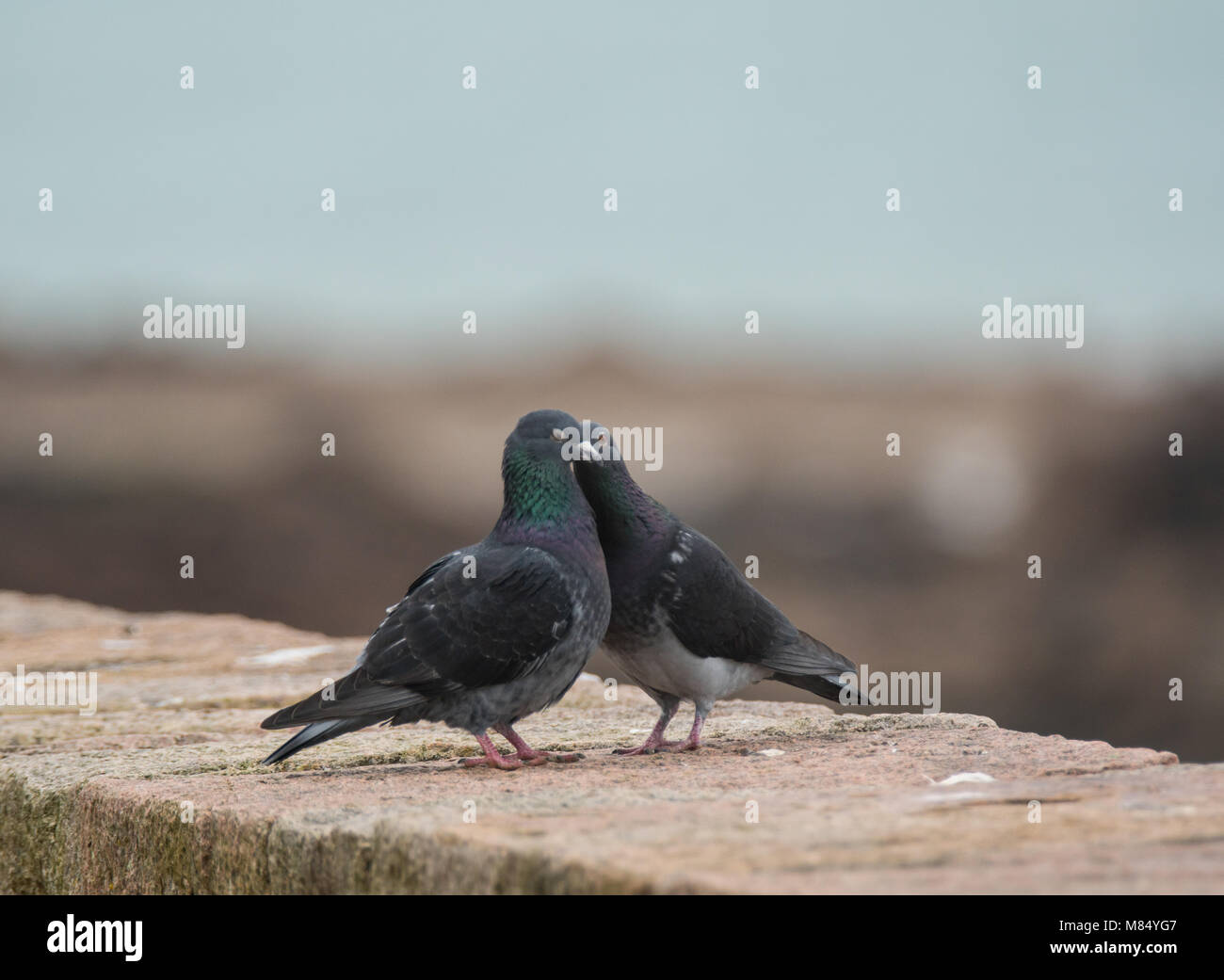 Male courtship of pigeon hi-res stock photography and images - Alamy