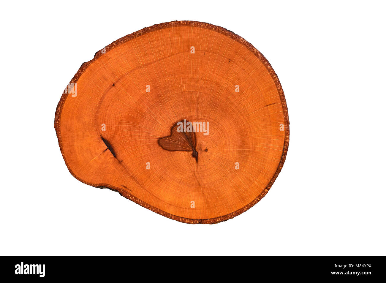 beech wood slice with natural forming heart shape in the centre of the ...