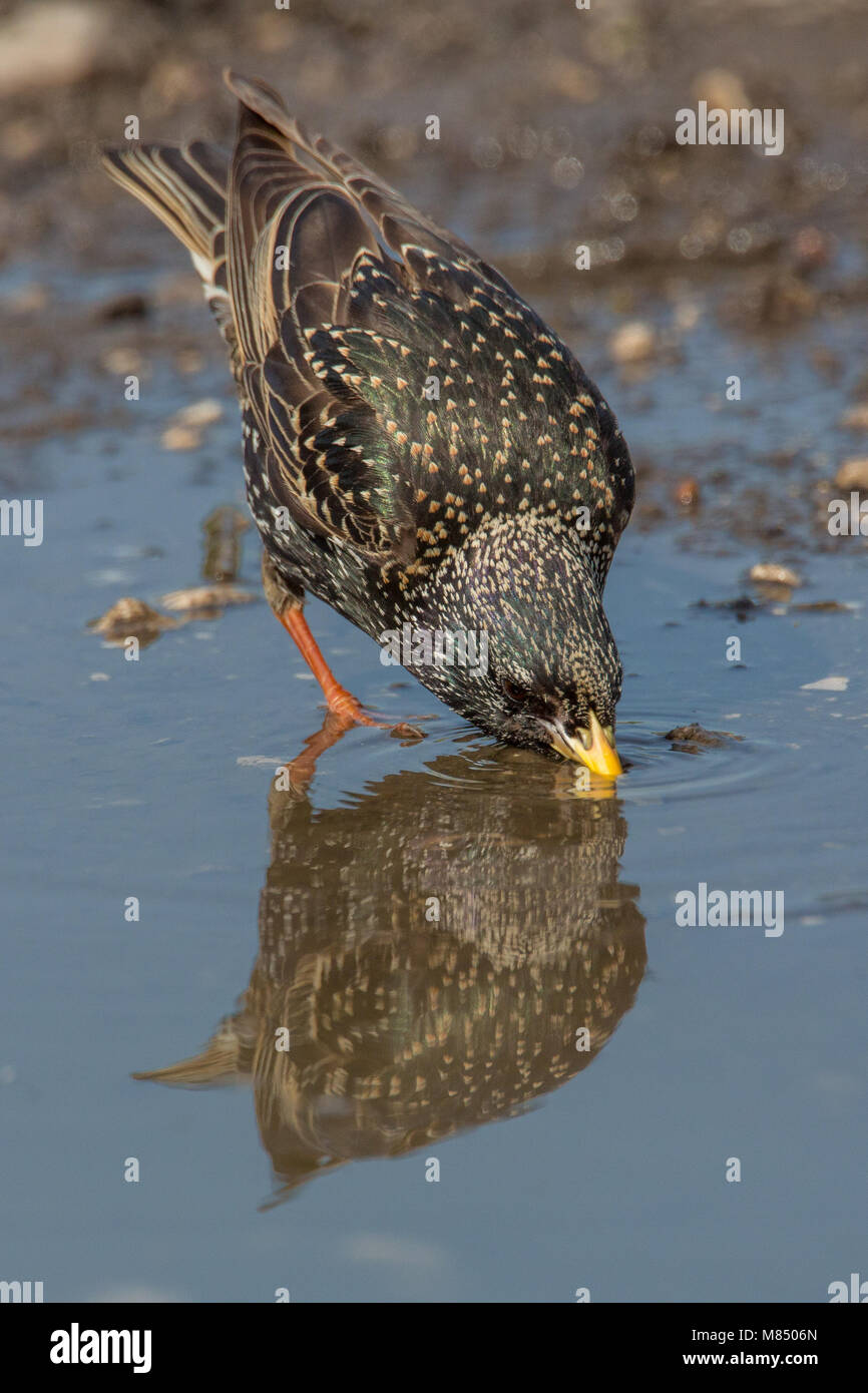 Starling drinking at puddle Stock Photo - Alamy