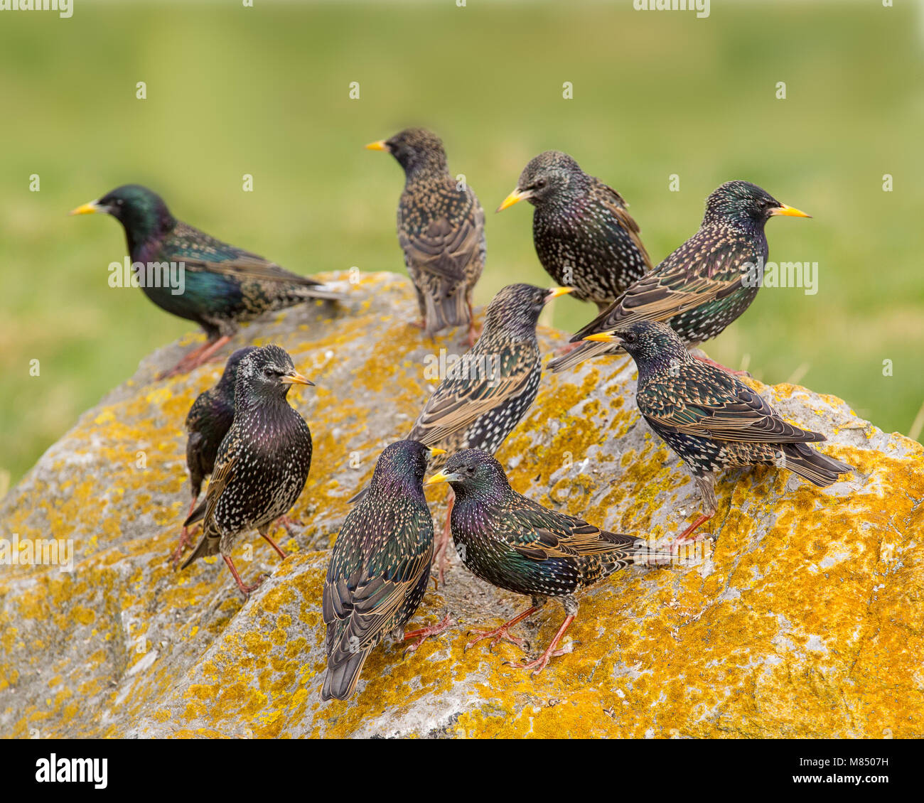 Group of starlings Stock Photo - Alamy
