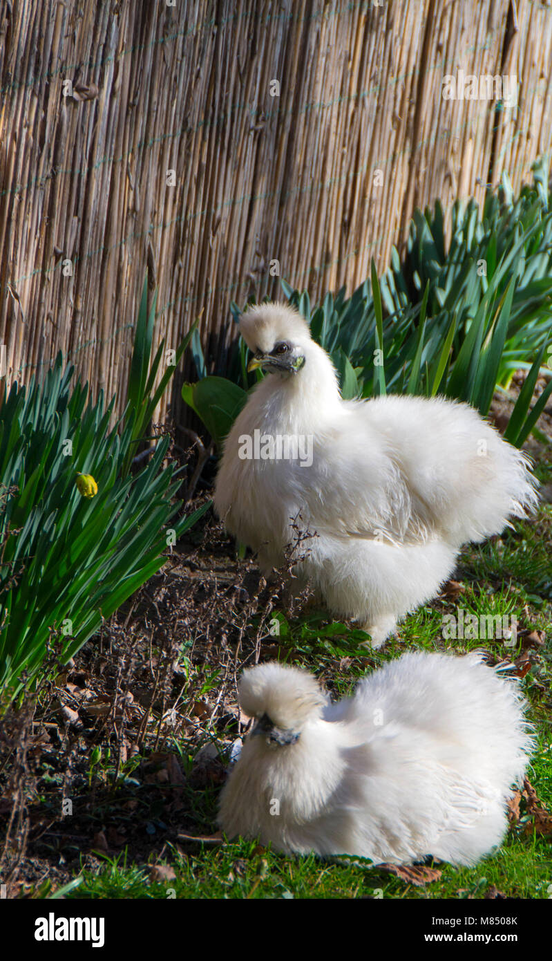 Silkie chicken male hi-res stock photography and images - Alamy