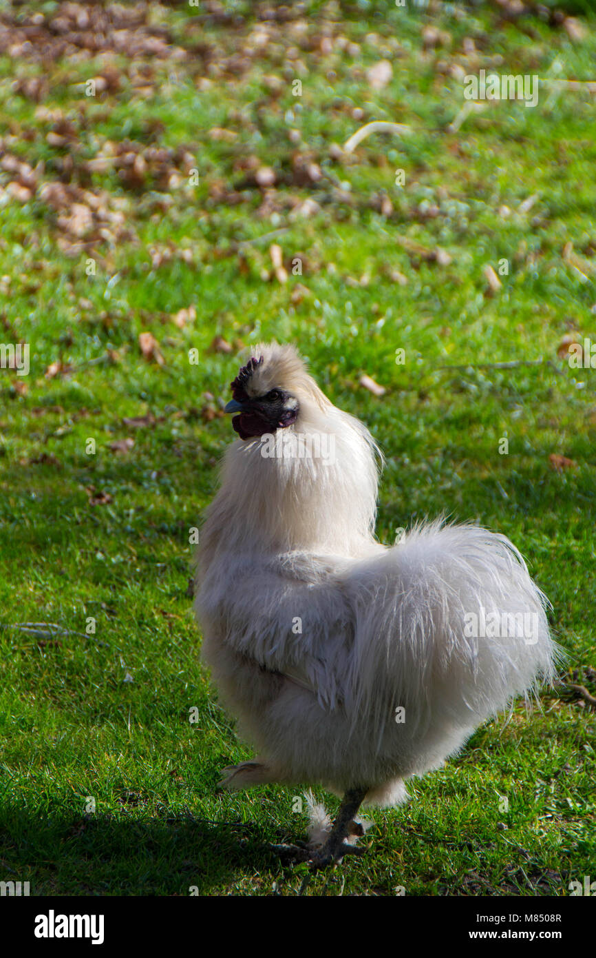 Chinese silk hen hi-res stock photography and images - Alamy