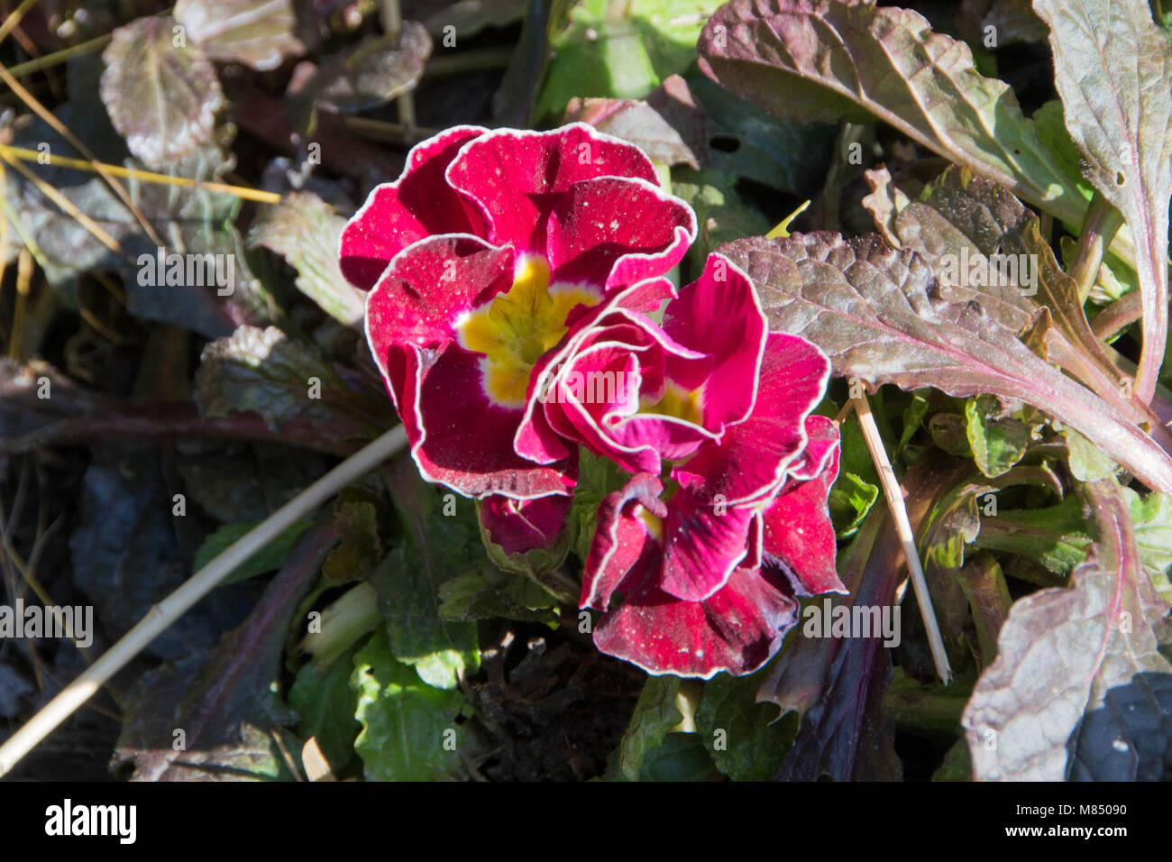 Flora flourished hi-res stock photography and images - Alamy