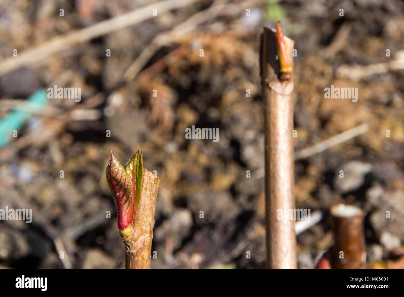 Grape vine flower buds in hi-res stock photography and images - Alamy