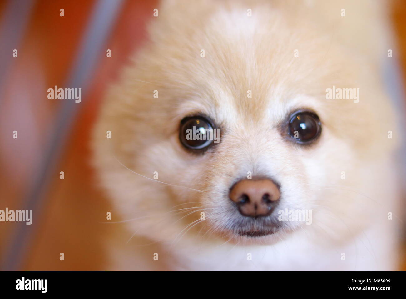 Innocent dog hi-res stock photography and images - Alamy