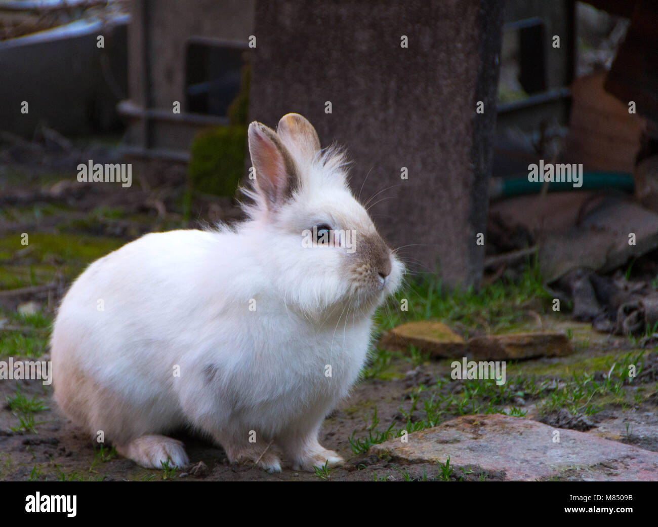 Rabbit, little sweet bunny. The Lionhead rabbit Stock Photo - Alamy