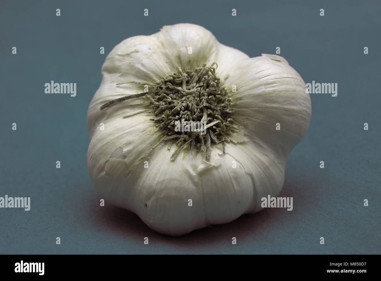 Allium sativum garlic bulb on a grey background Stock Photo - Alamy