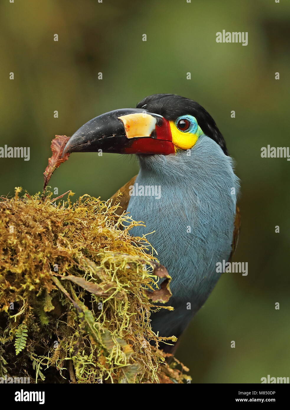 Plate billed mountain toucan ecuador hi-res stock photography and ...