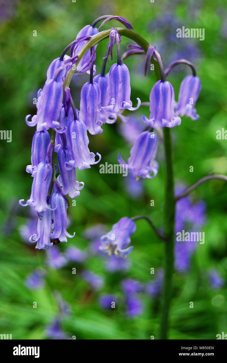 Hyacinthoides non-scripta bluebells close up Stock Photo - Alamy