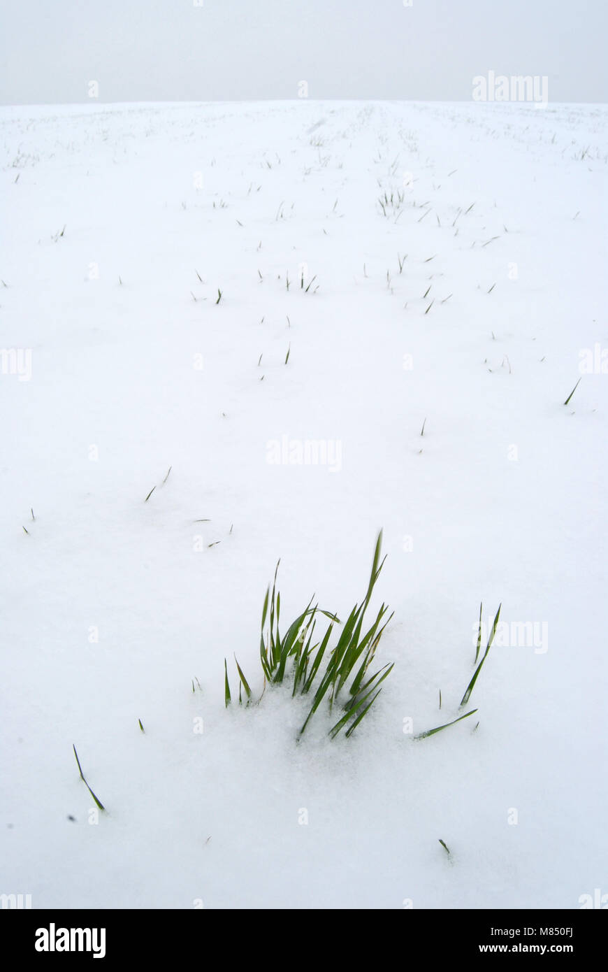 Grass blades with snow hi-res stock photography and images - Alamy