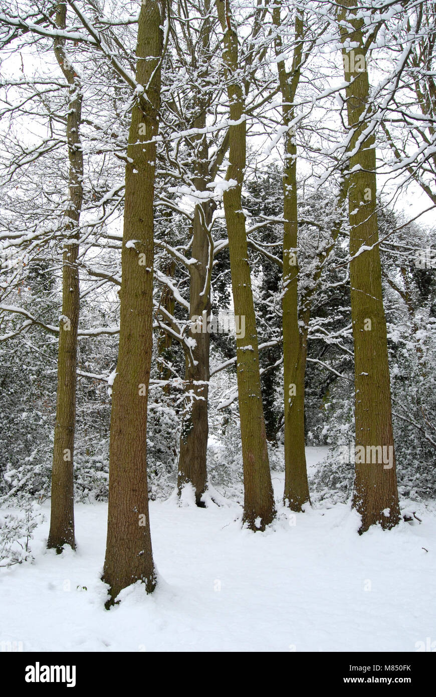 6 tree trunks snowy winter weather in croxley green showing trees in ...