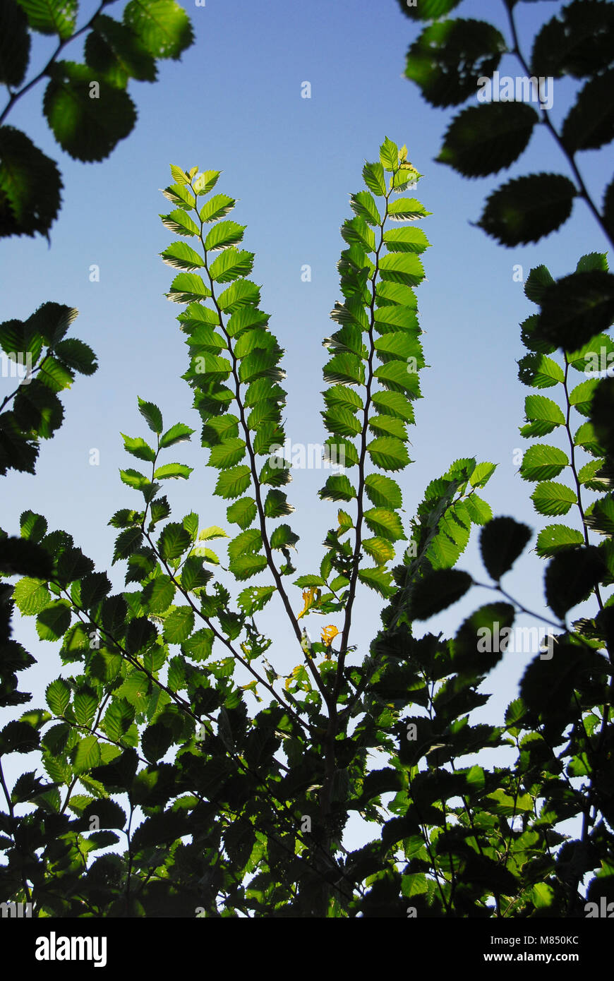 The Field Elm cultivar Ulmus minor 'Atinia', commonly known as the ...