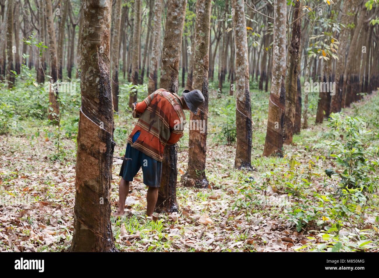 Rubber plantation hi-res stock photography and images - Alamy