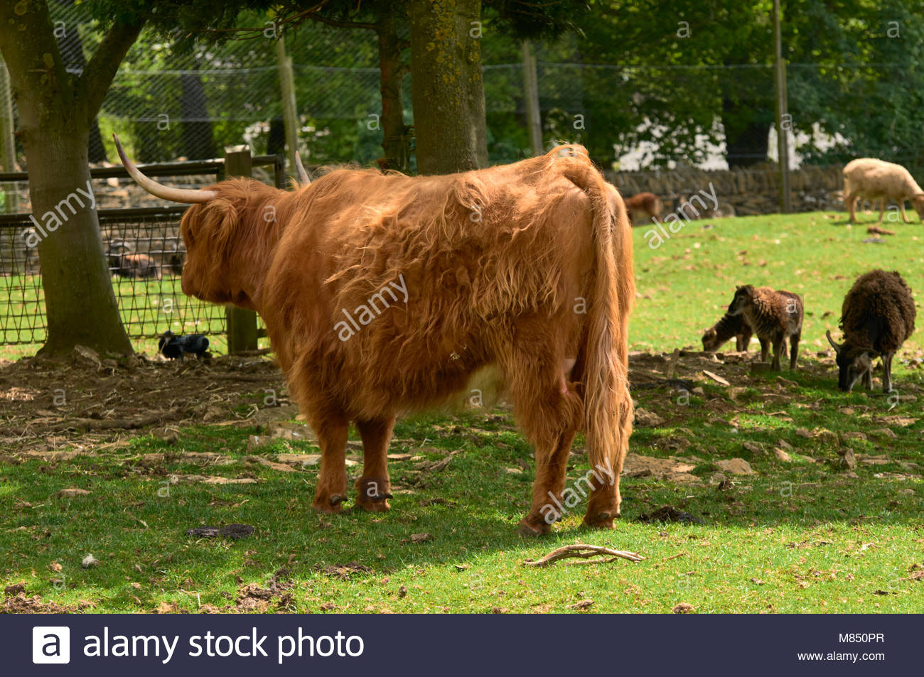 Cow Rear End Stock Photos & Cow Rear End Stock Images - Alamy