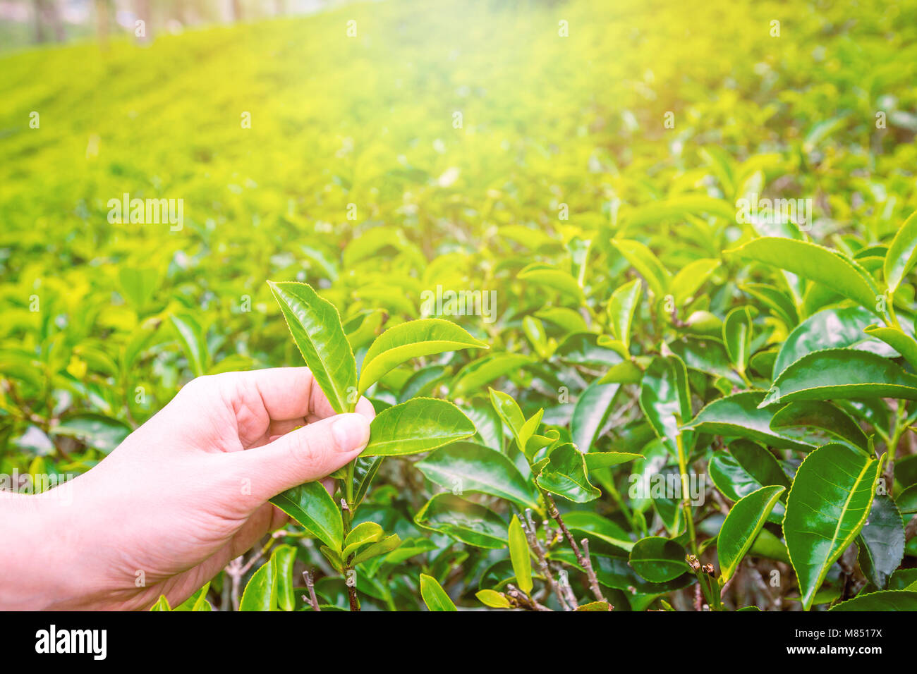 Hand picking up tea leaves Stock Photo - Alamy