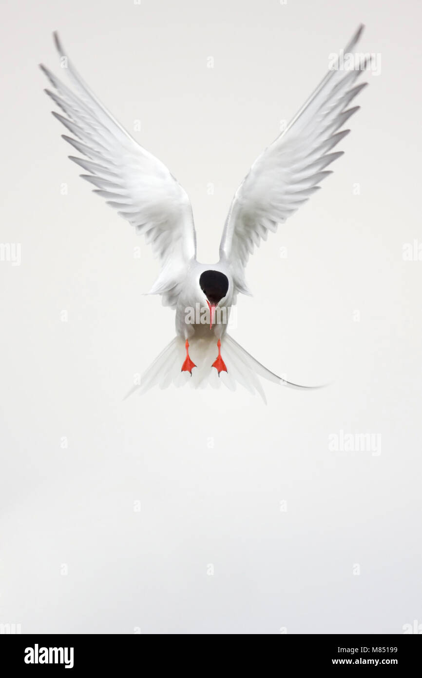 Angelic wingspan hi-res stock photography and images - Alamy