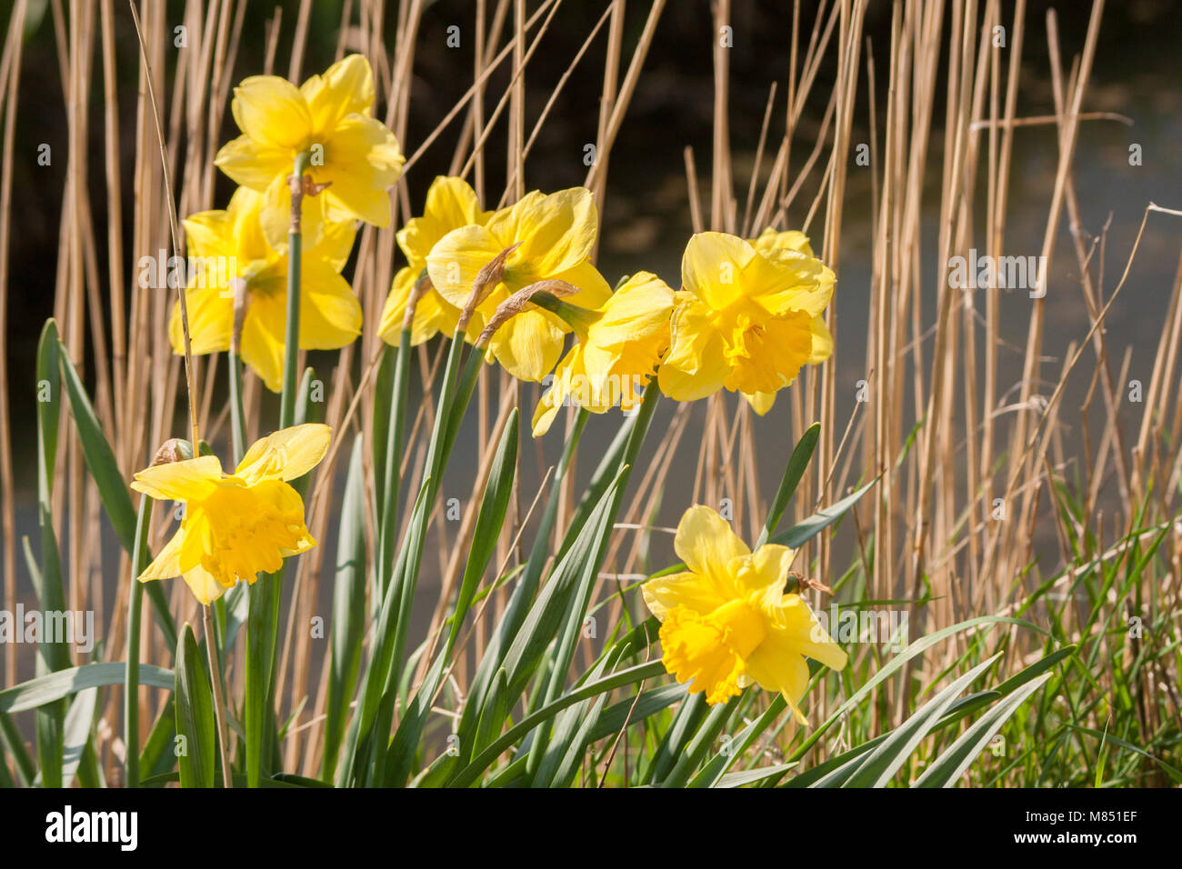 Cheerful spring flowers hi-res stock photography and images - Alamy