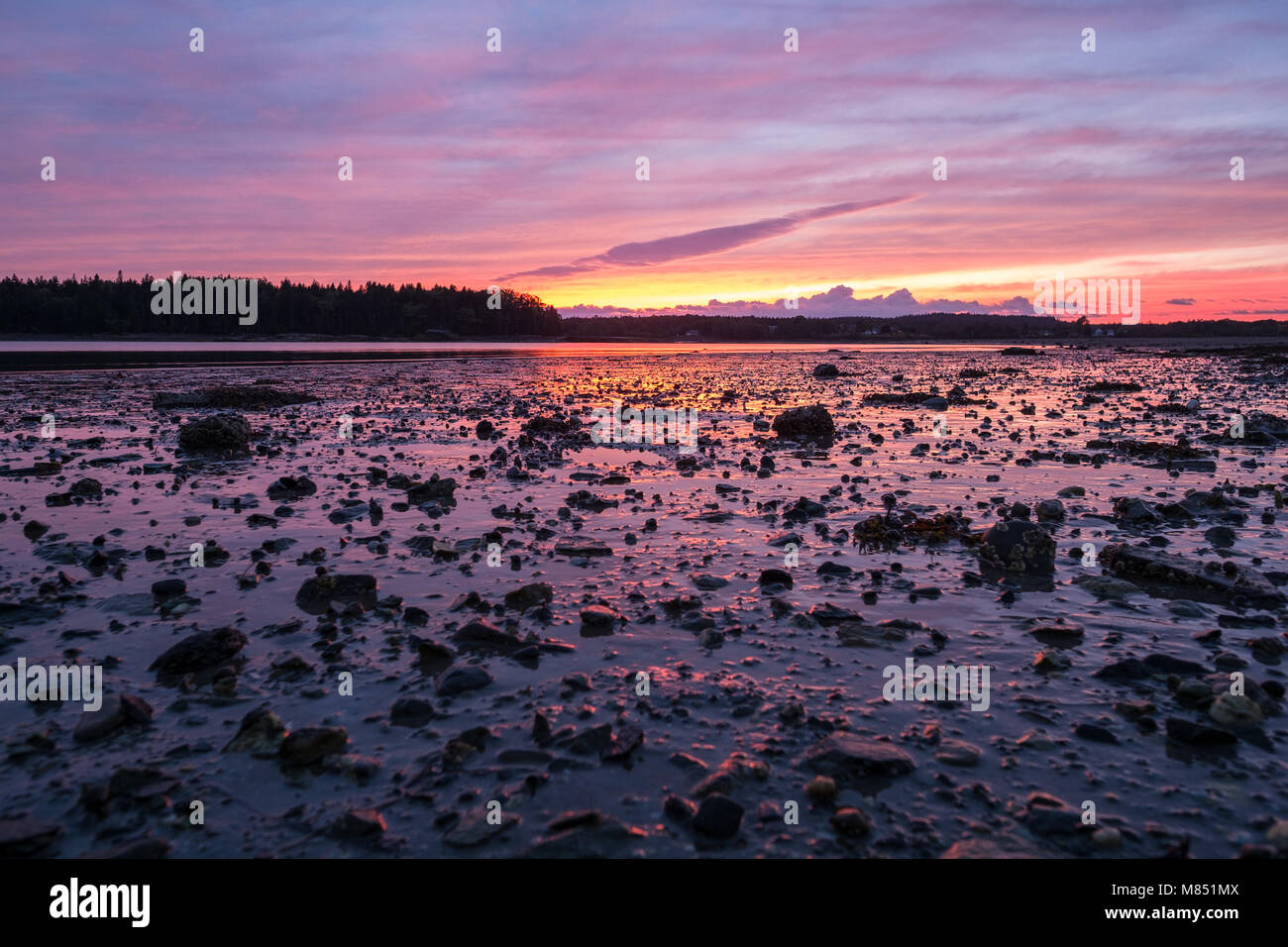 A pink and orange sunset over the mud flats of Stonington, Maine Stock ...
