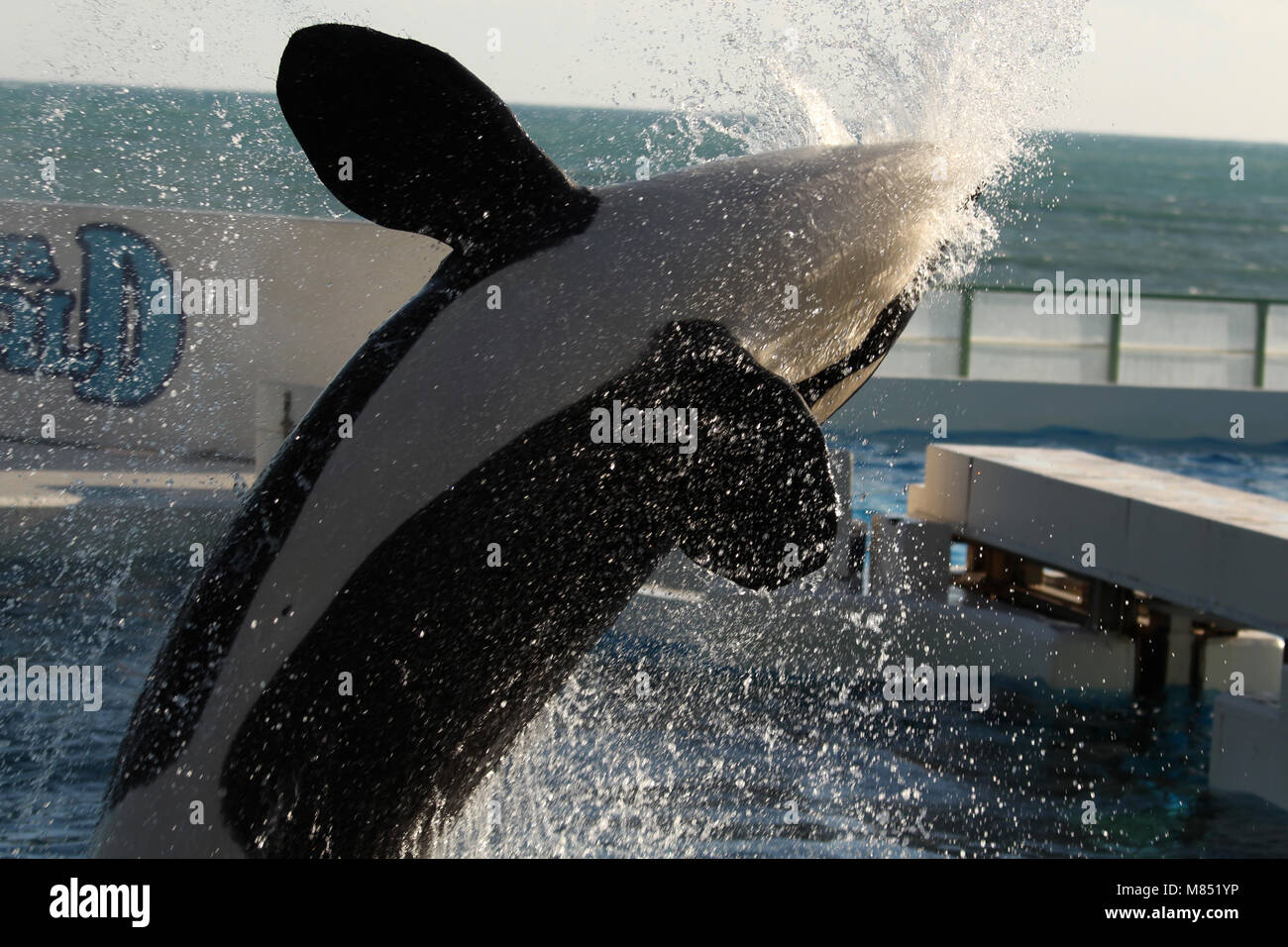 Orca breaching with huge water splash from its mouth Stock Photo - Alamy